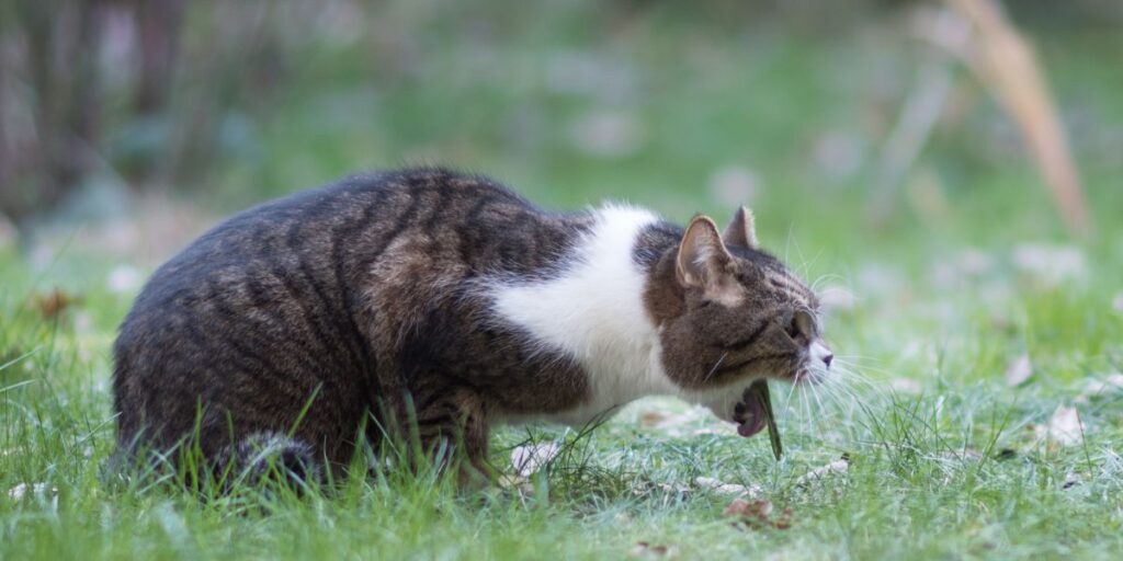 Gato vomitando: o que fazer? - SOS Peludos