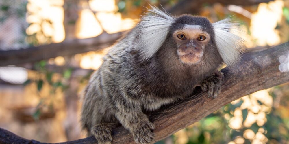 Sagui de Estimação: Guia Completo de Cuidados e Alimentação - SOS Peludos